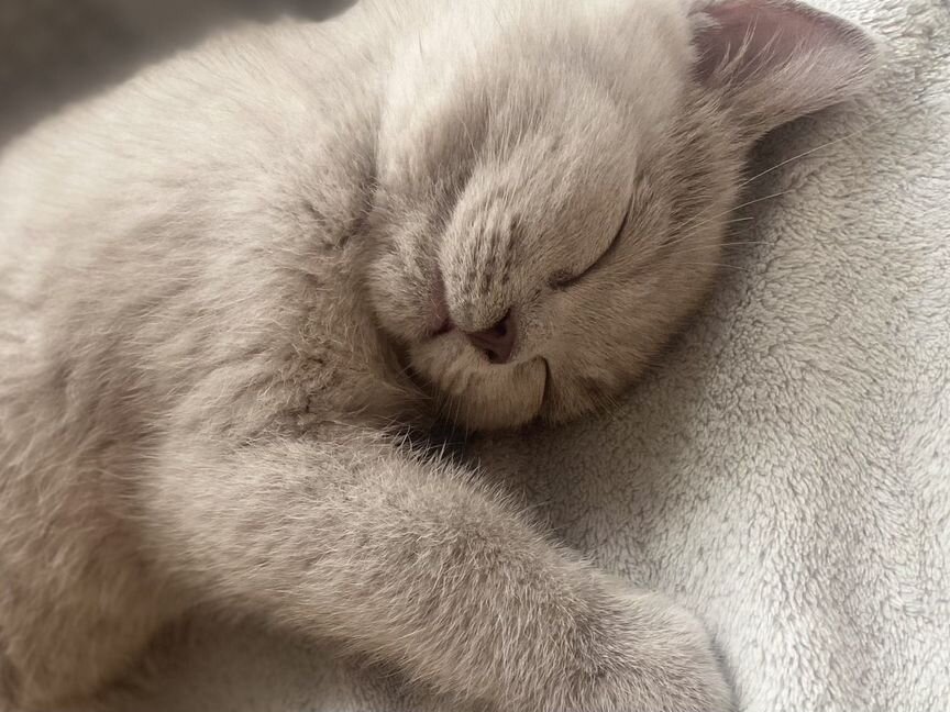 Британский котенок