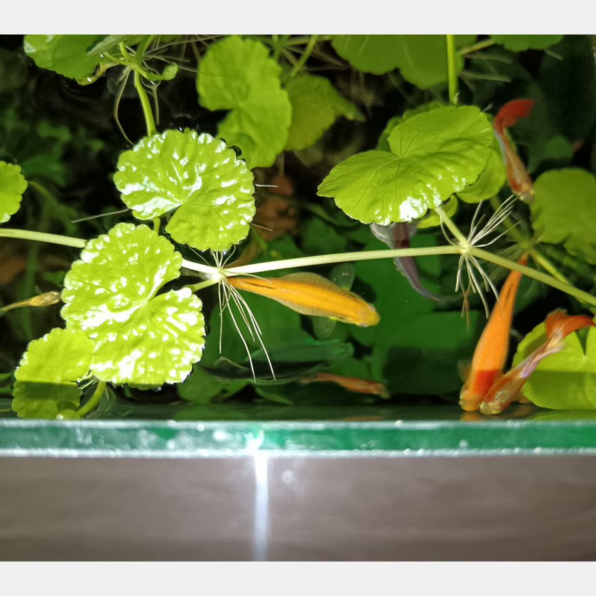 Гидрокатила