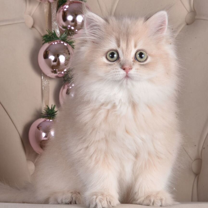 Британский длинношёрстный котёнок