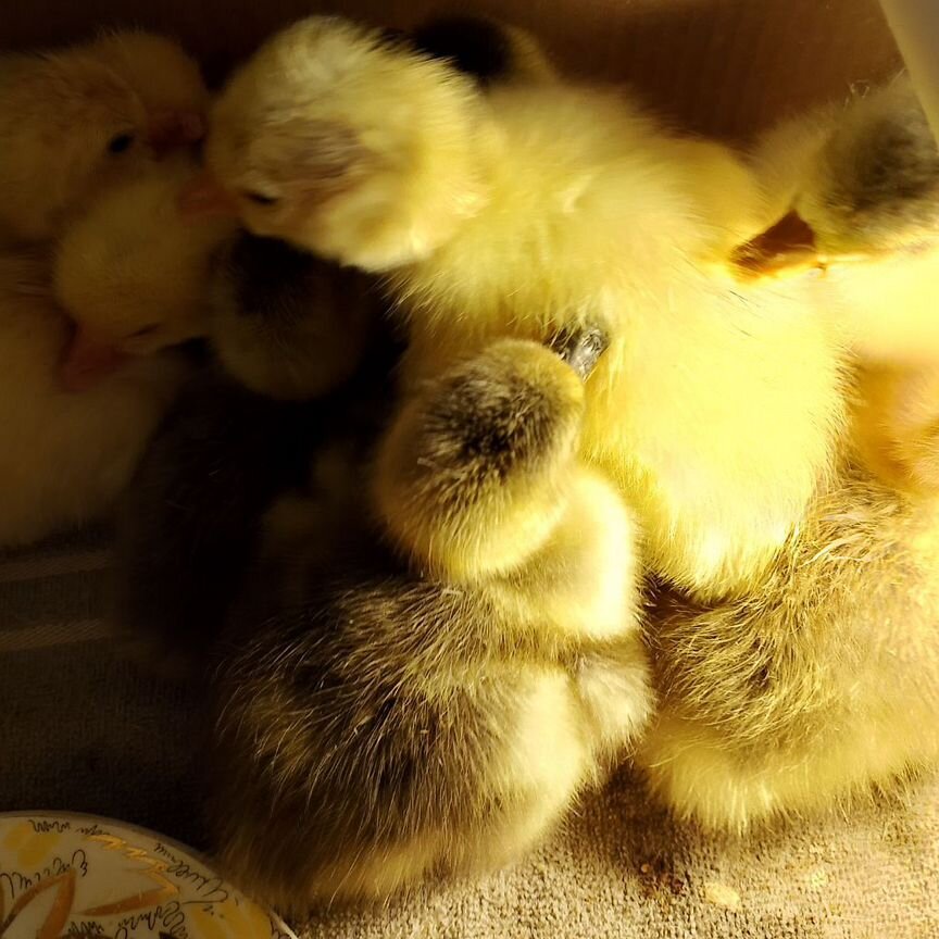 Цыплята и гусята