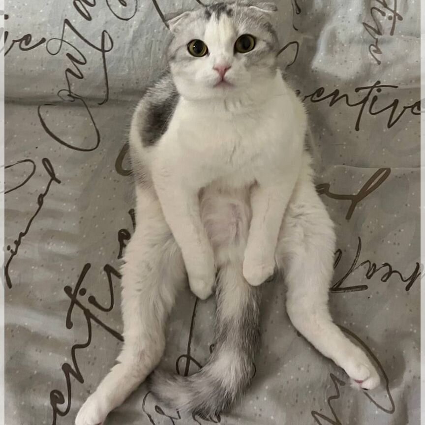 Шотландская вислоухая длинношёрстная кошка, взрослая