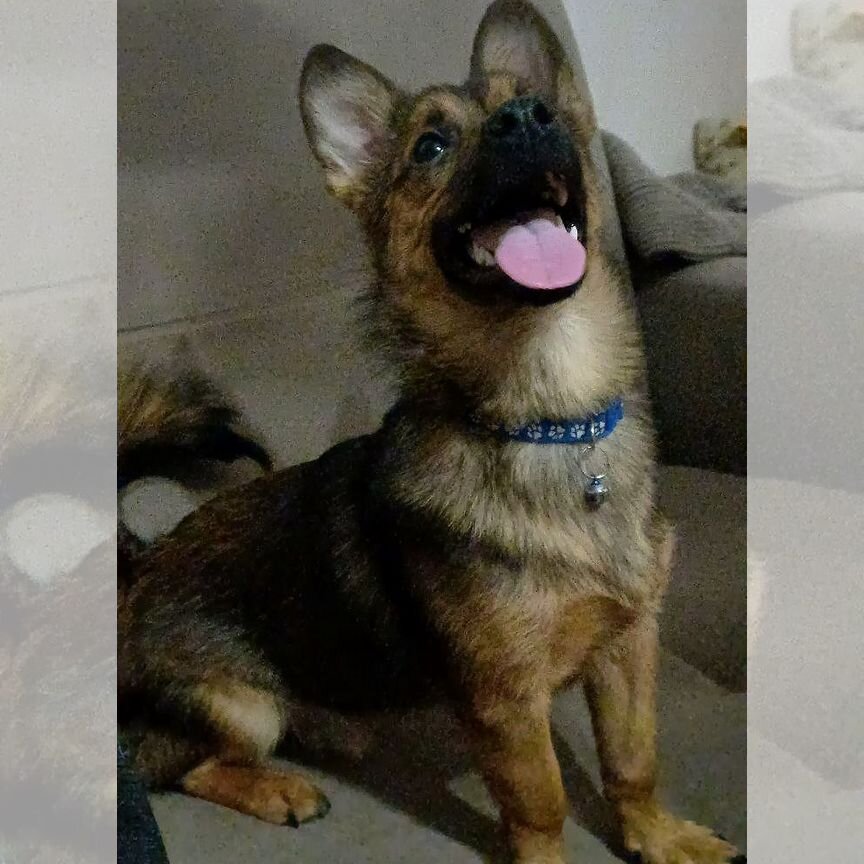 Щенок в добрые руки