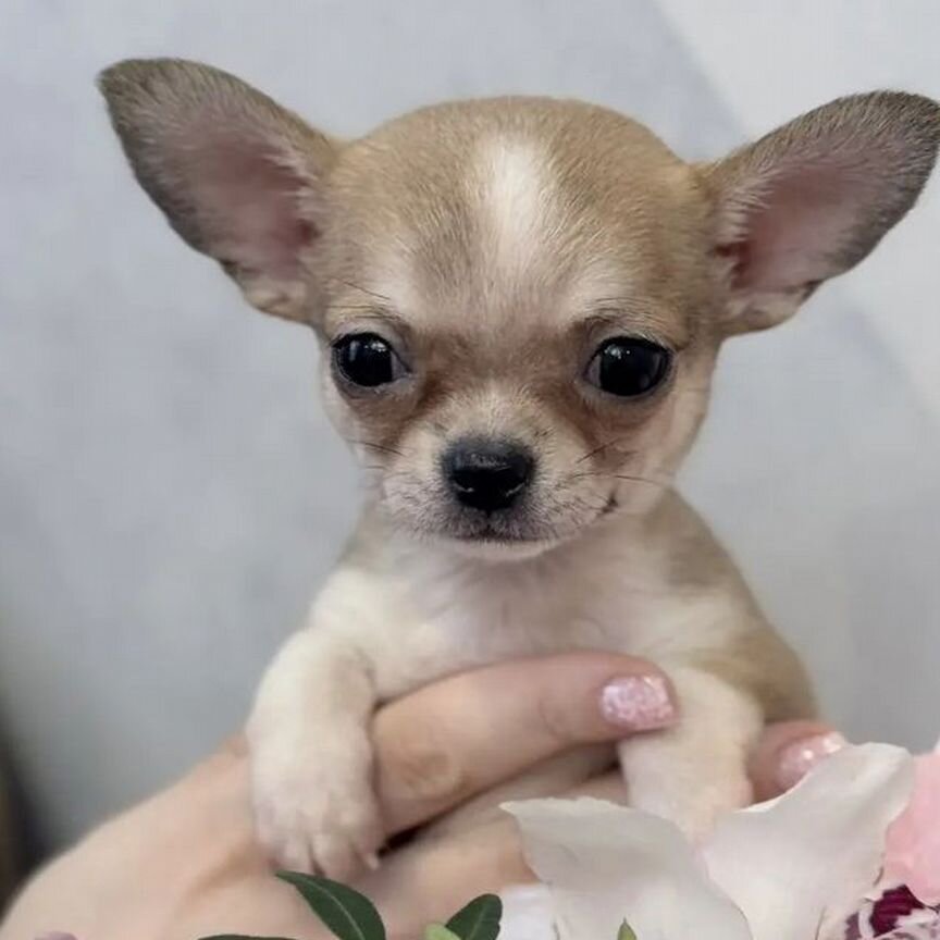 Чихуахуа, щенок