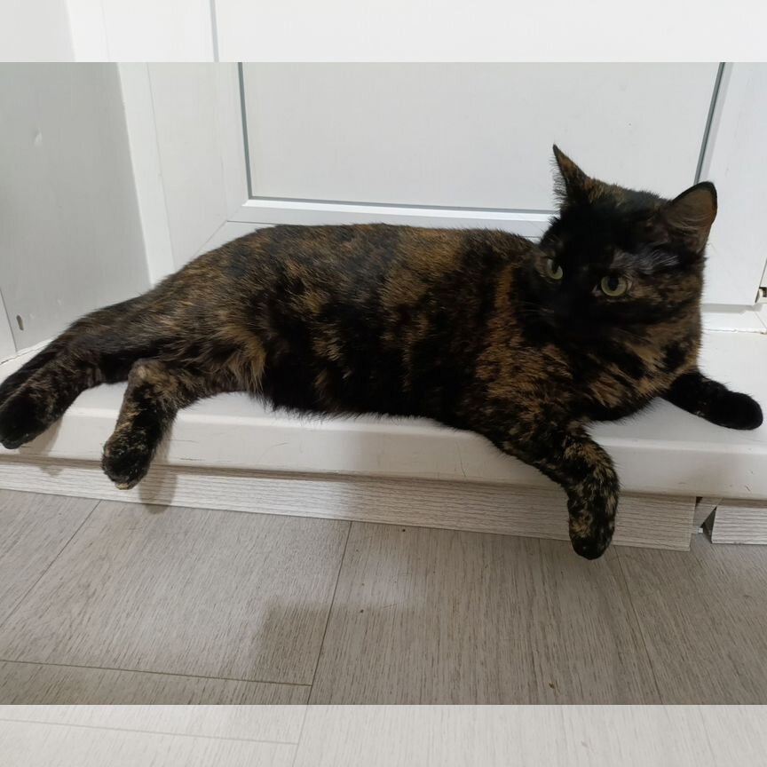 Взрослая, кошка в добрые руки