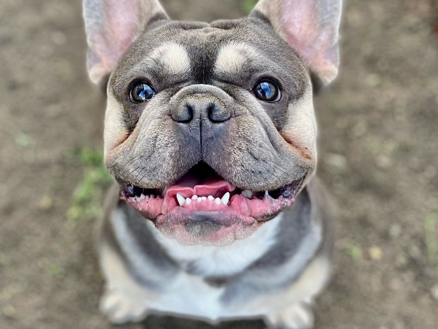 Вязка Французский бульдог кобель с документами