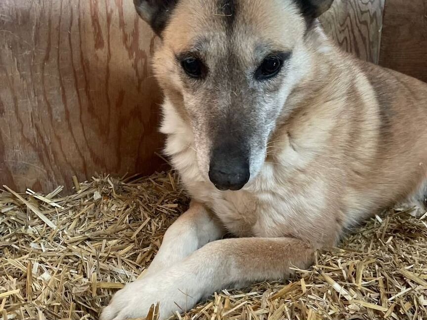 Собака из приюта в добрые руки