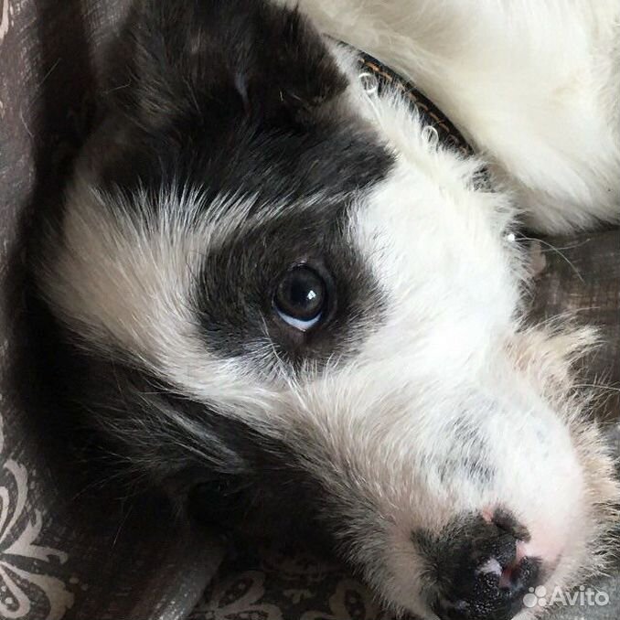 Собака, щенок 4 мес. В дар. Бесплатная доставка