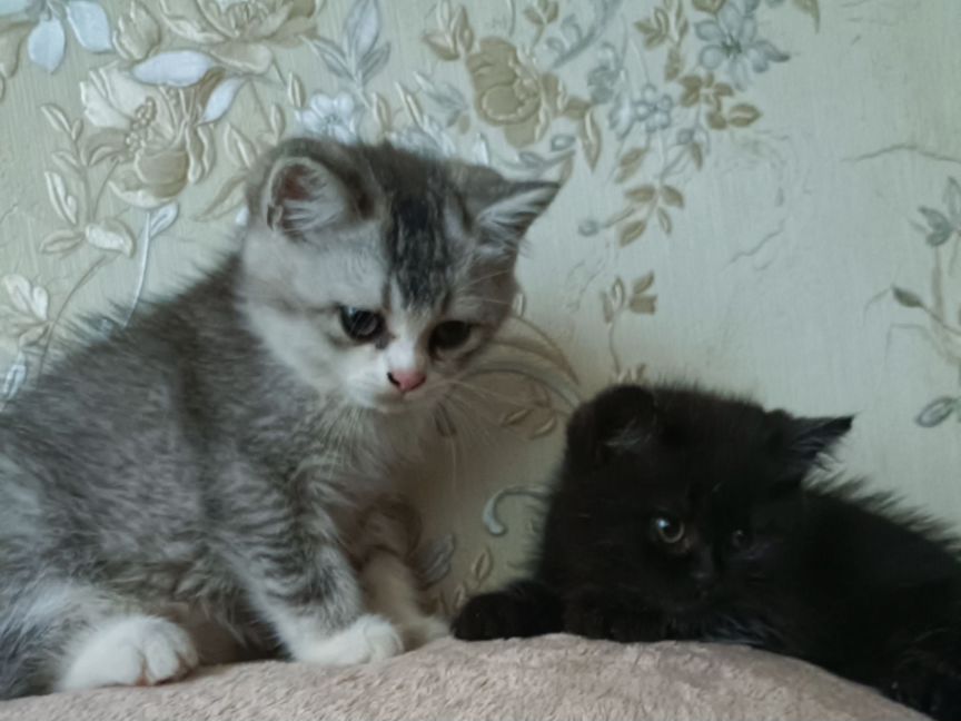 Шотландские котята
