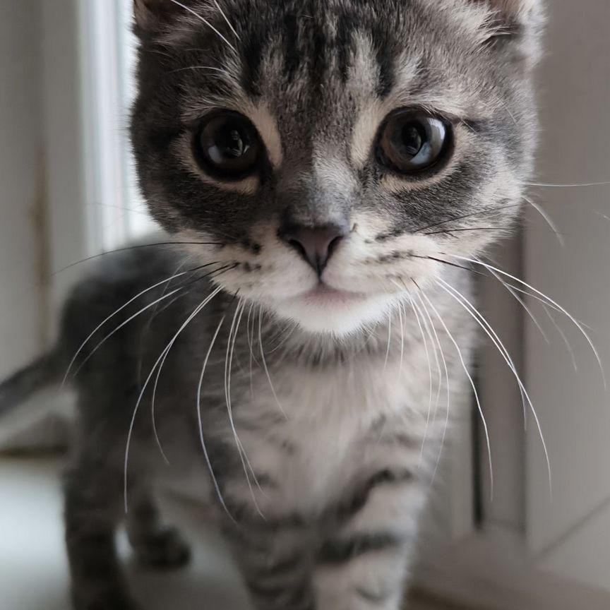 Котенок девочка в добрые руки