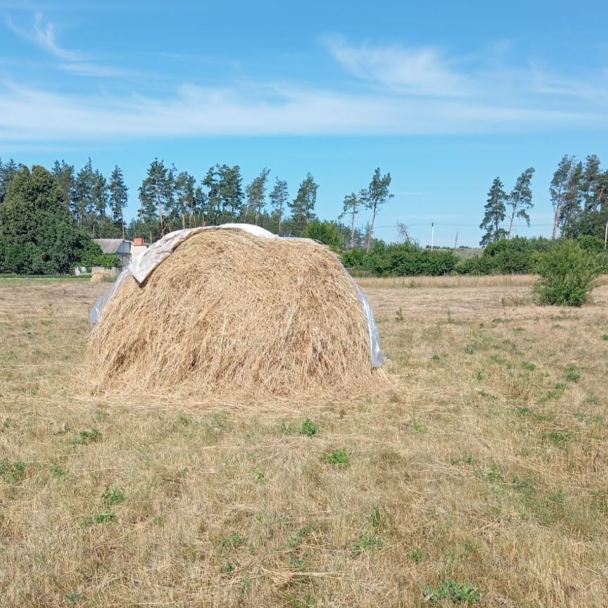 Сено