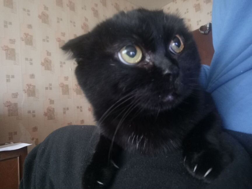 Шотландский кот в дар