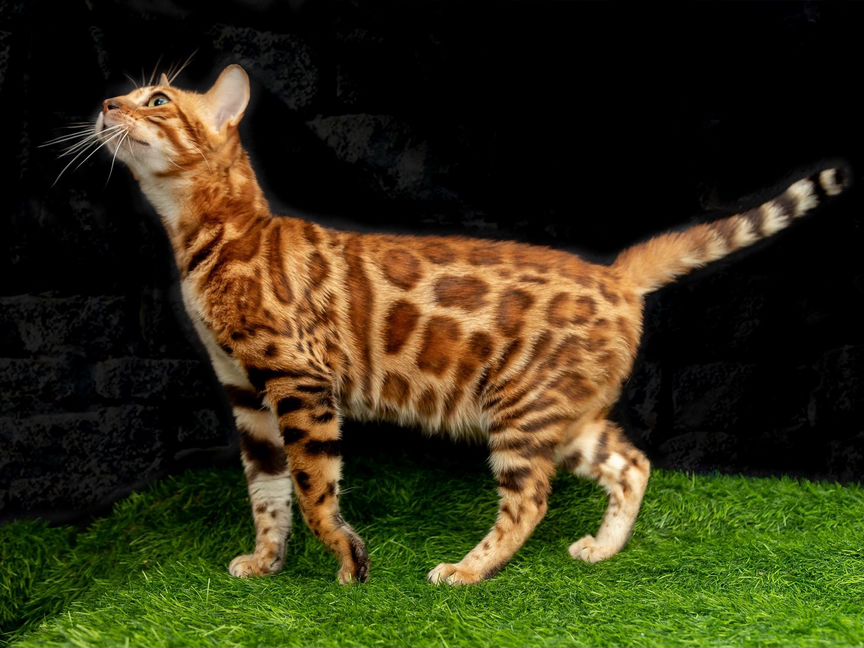 Бенгальская кошка