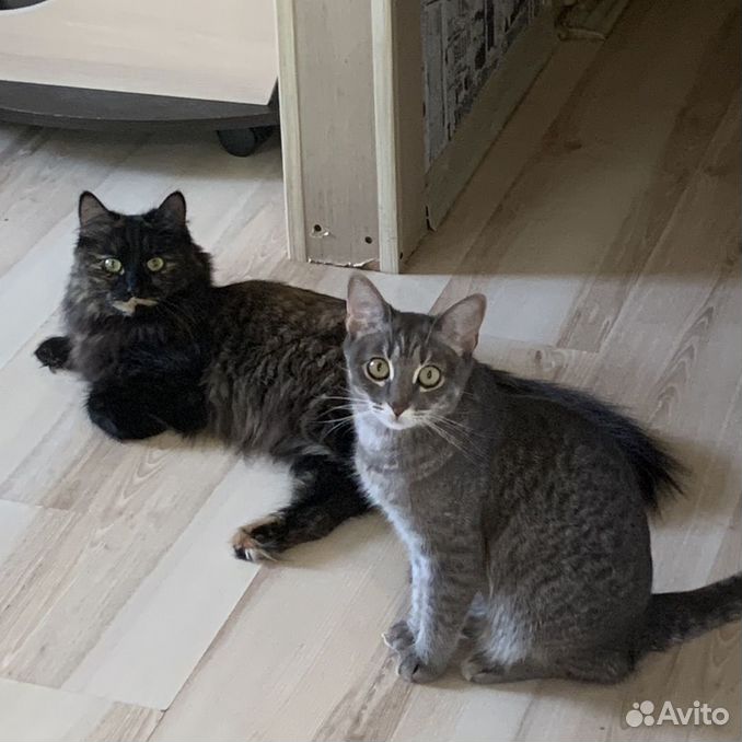 Кошечки-сестрички ищут новый дом