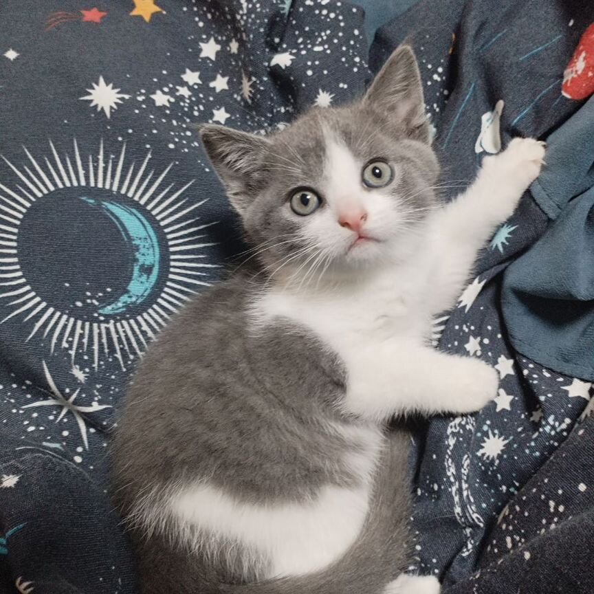 Котята в добрые руки бесплатно