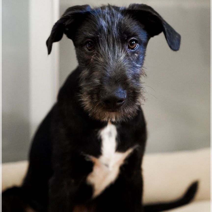 Щенок в добрые руки