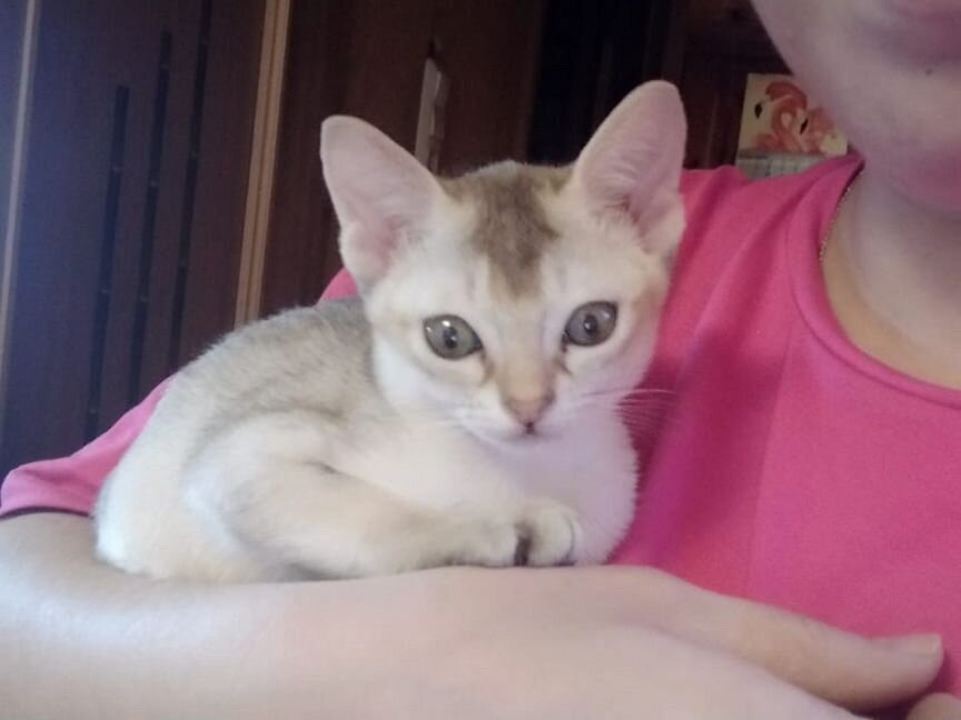 Сингапурская кошка