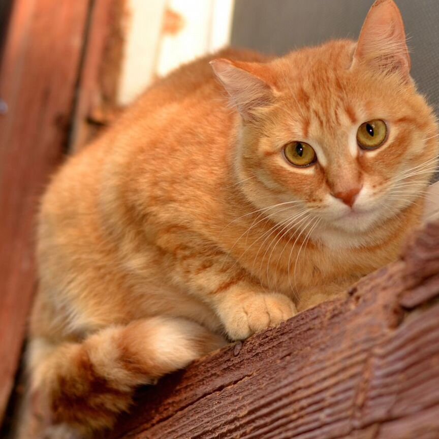Дакота ищет дом