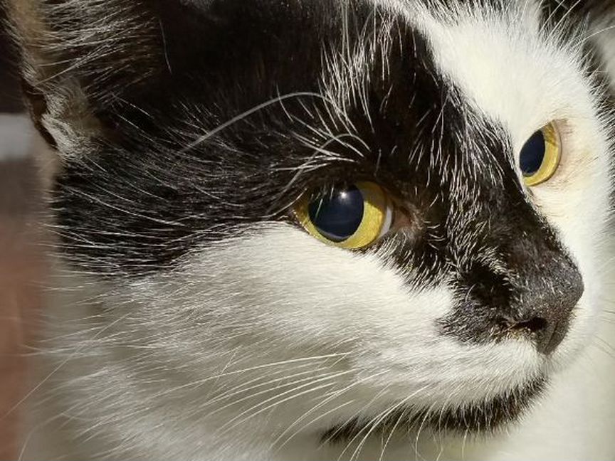 Котенок с трудной судьбой