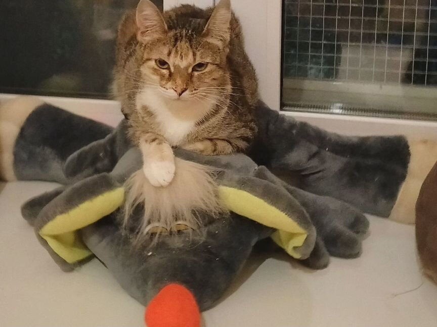 Трёхцветная Маруся, красавица