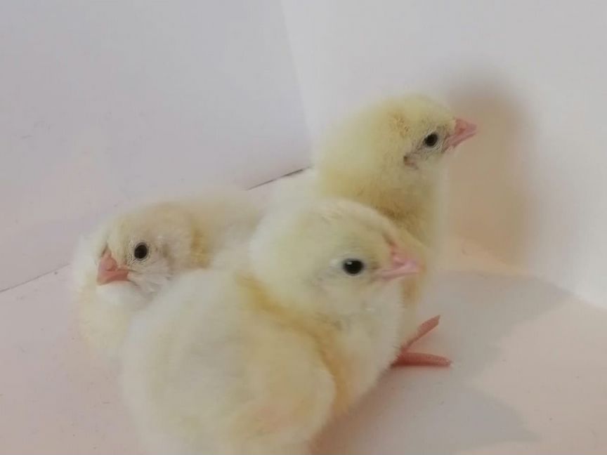 Цыплята суточные, бройлеры, вывод от 22.04 и 30.04