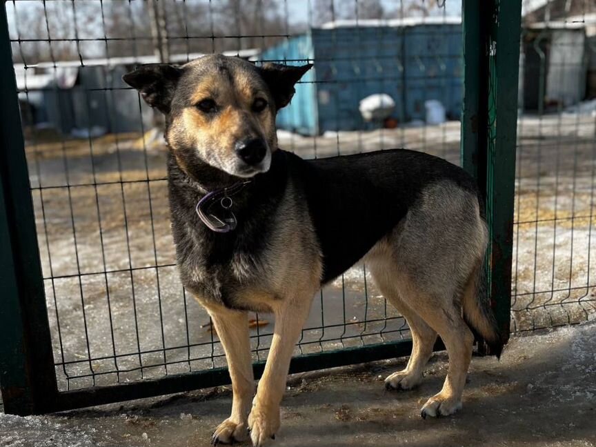 Чернуша в добрые руки