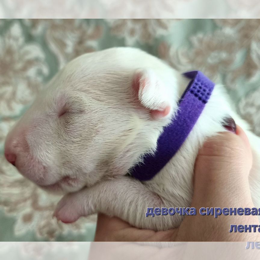 Стандартный бультерьер щенки