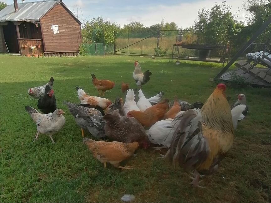 Куры молодки русской породы