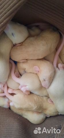 Дамбо рыжики (фавн) чистокровные резерв