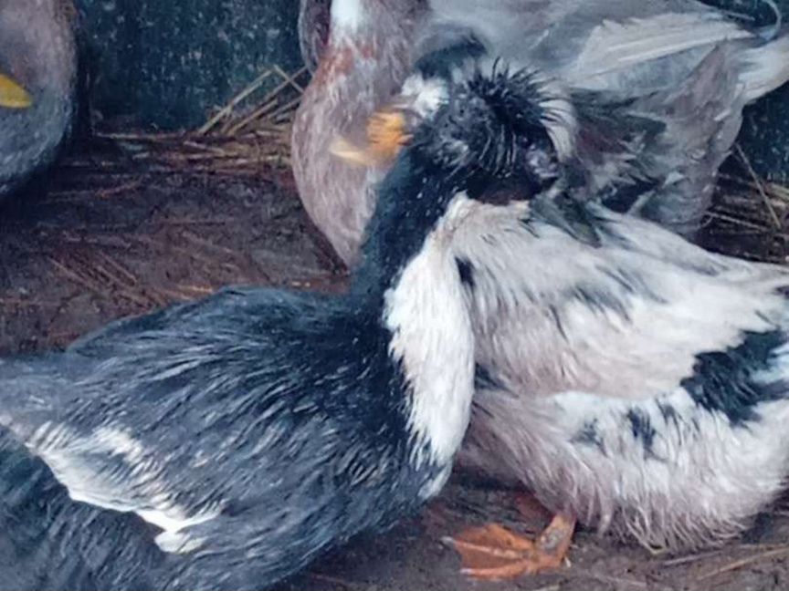 Соберу яйцо утки хохлатой на инкубацию