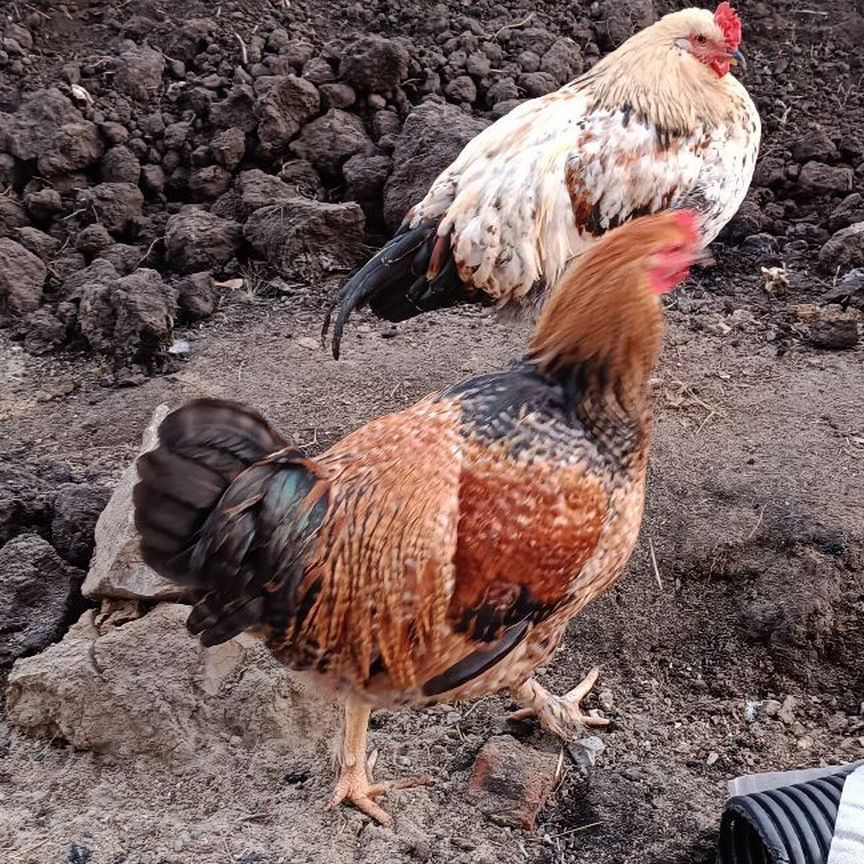 Петушки молодые, Брама