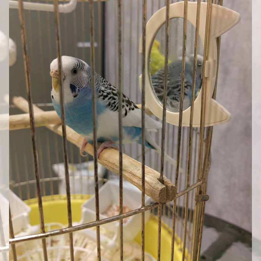 Волнистый попугай с клеткой