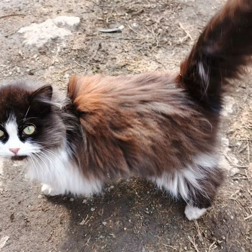 Взрослая, кошка в добрые руки