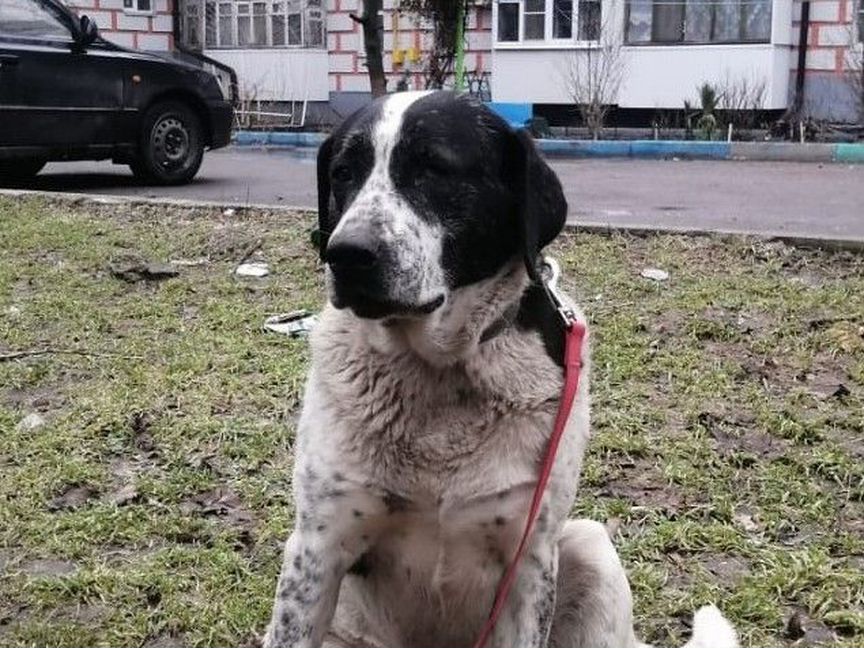 Красивая и добрая собака в добрые руки