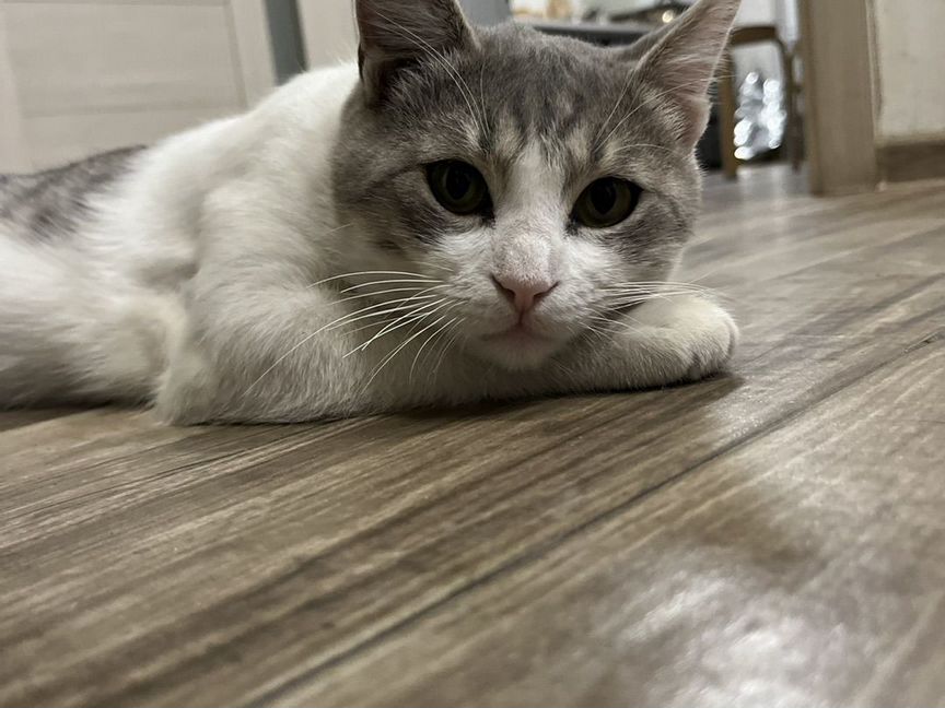 Кот