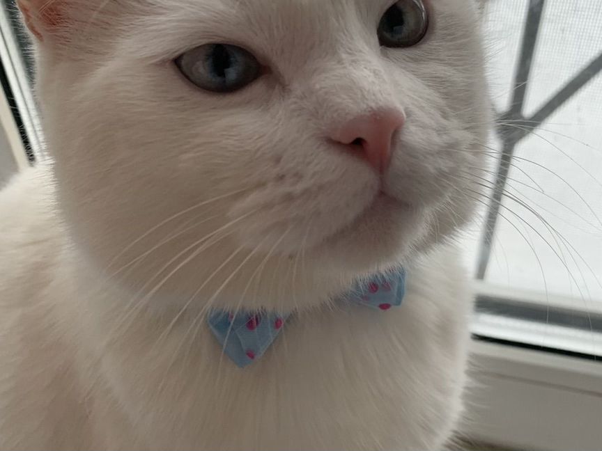 Кот