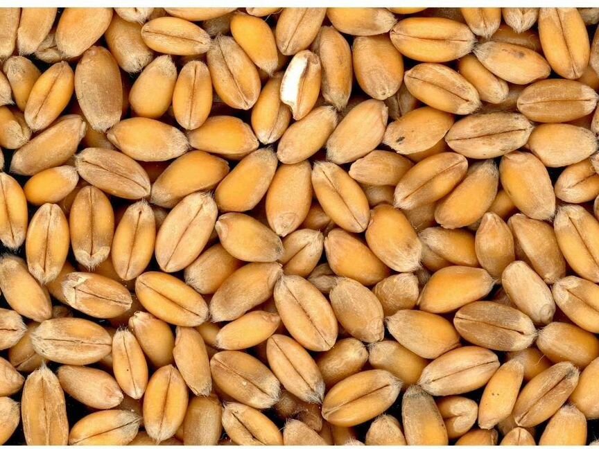 Зерно пшеницы