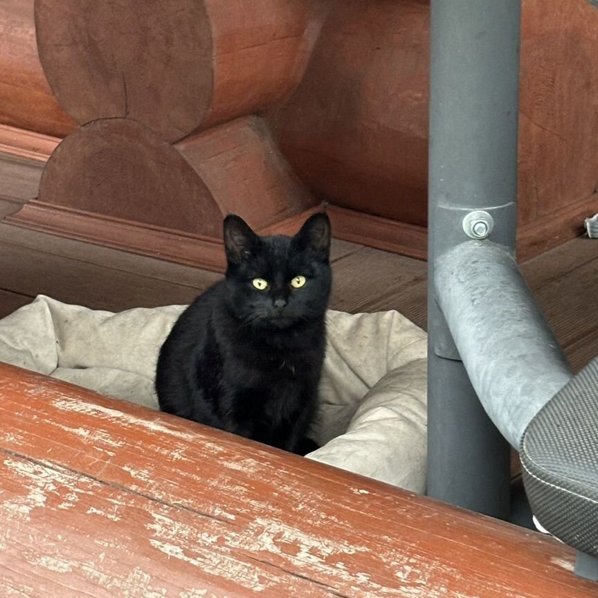 Черные котята 4 месяца