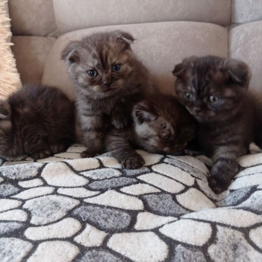 Британские котята