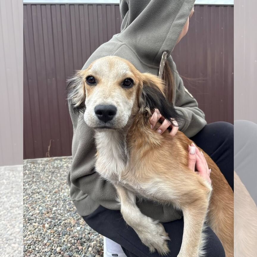 Английский кокер-спаниель, щенок