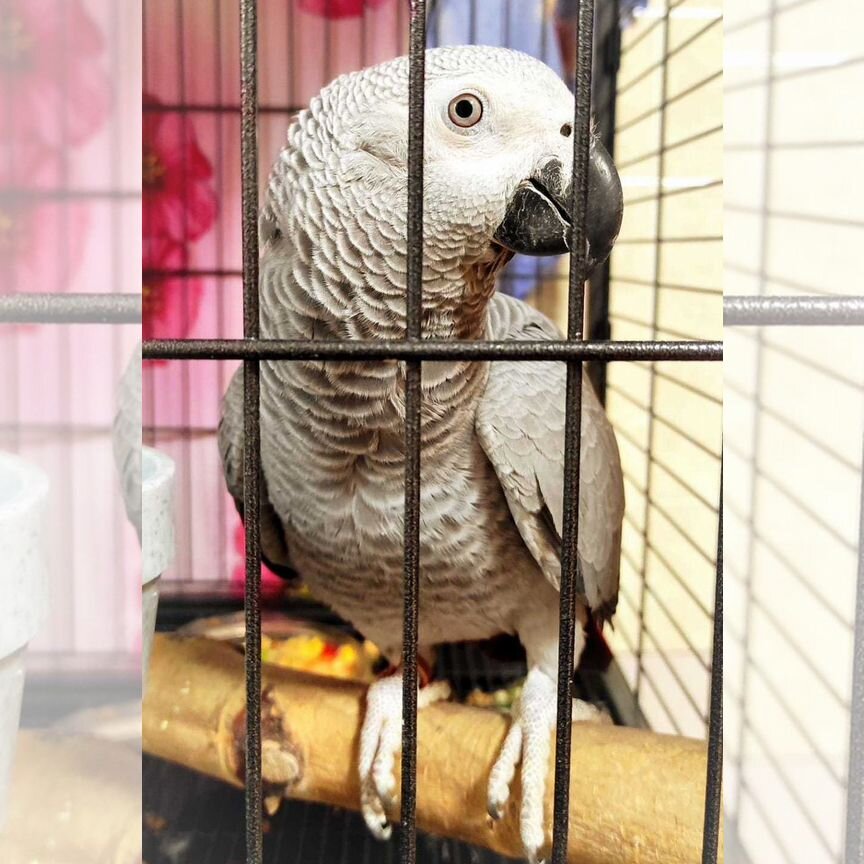 Ручной говорящий попугай