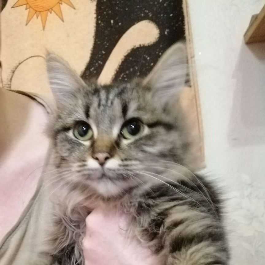 Кошечка "Пуговка" в дар