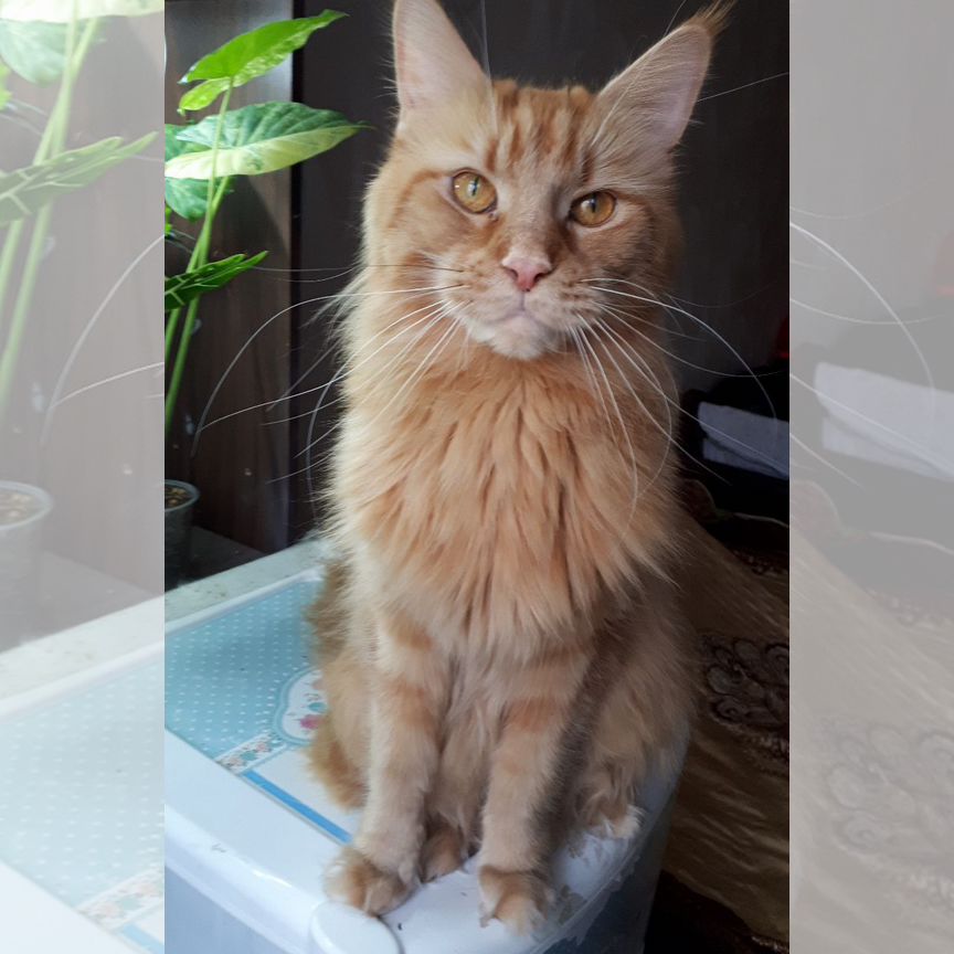 Мейн-кун, взрослая кошка