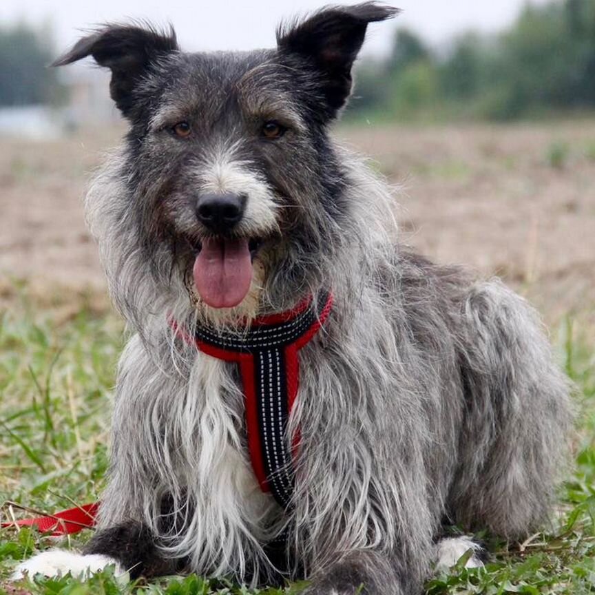 Девочка Мальва в дар