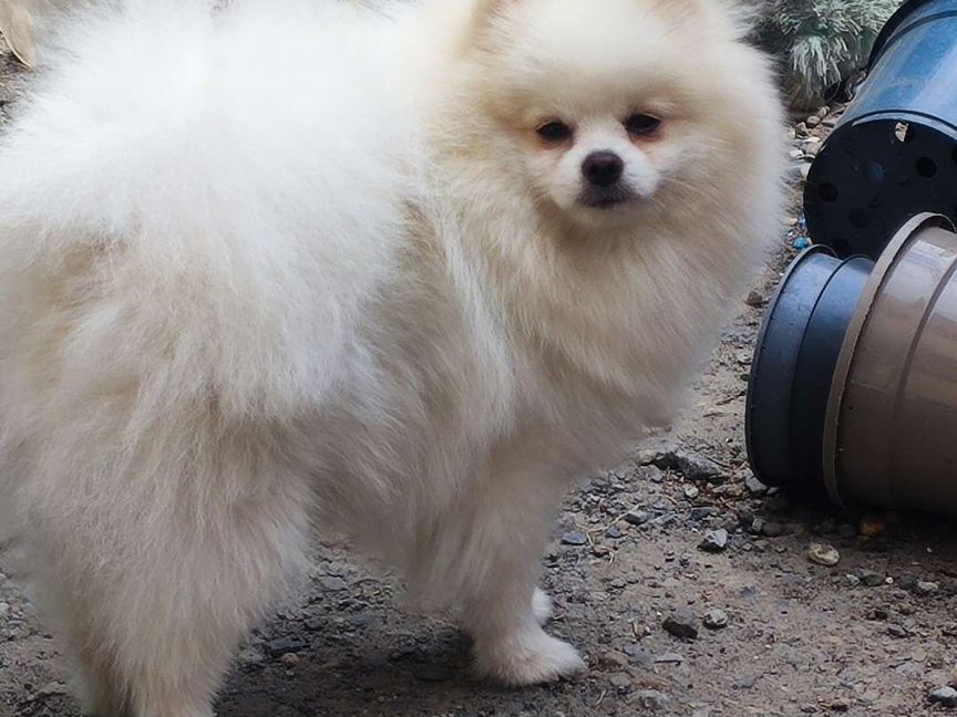 Померанский шпиц вязка