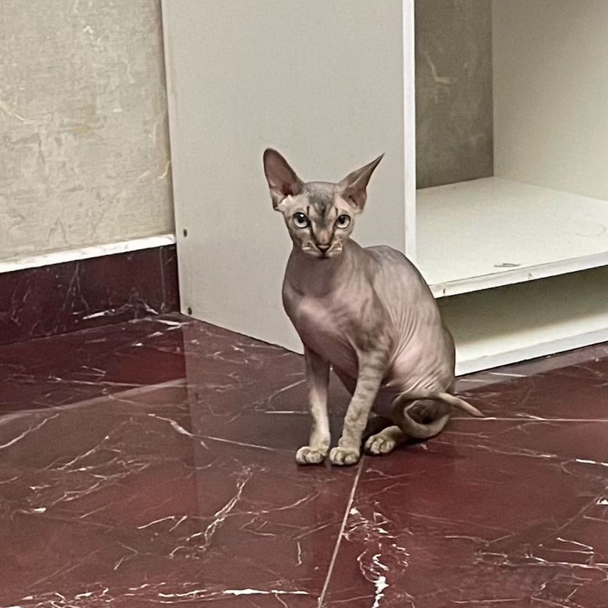 Канадский сфинкс котёнок