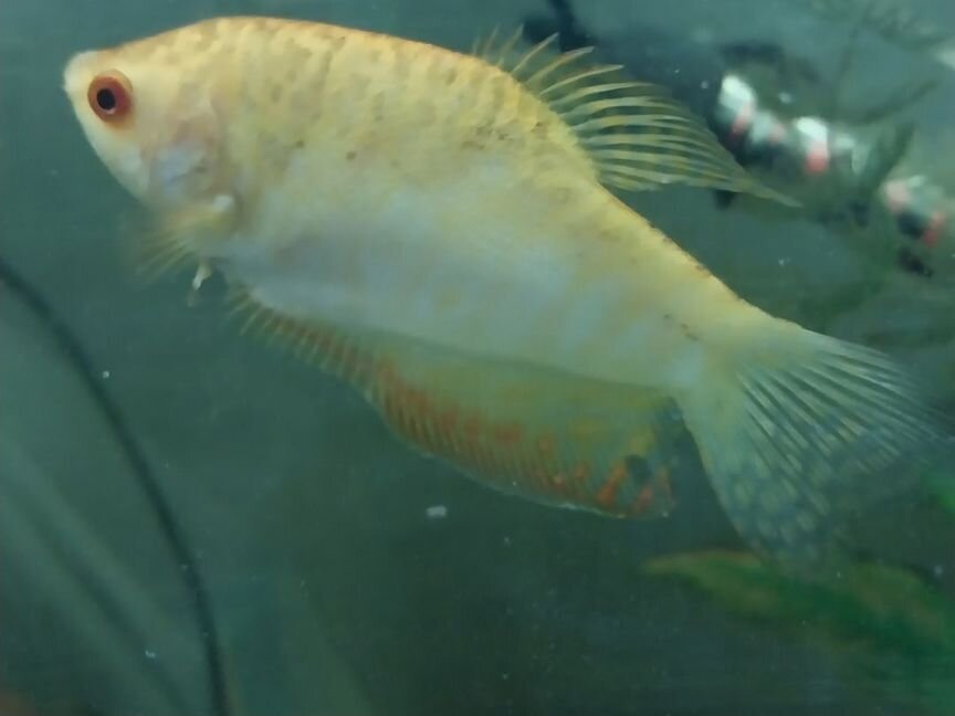 Рыба самец гурами