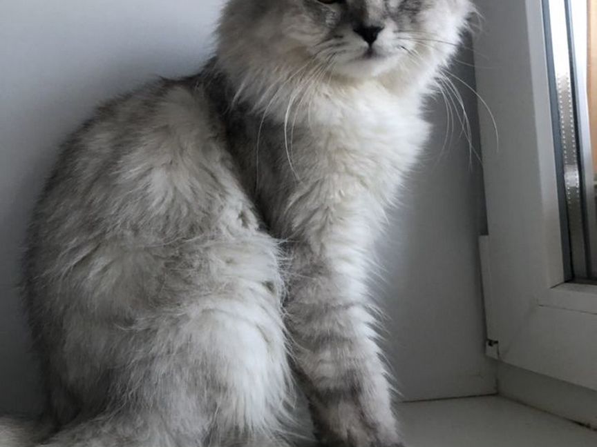 Кот на вязку вислоухий шотландец