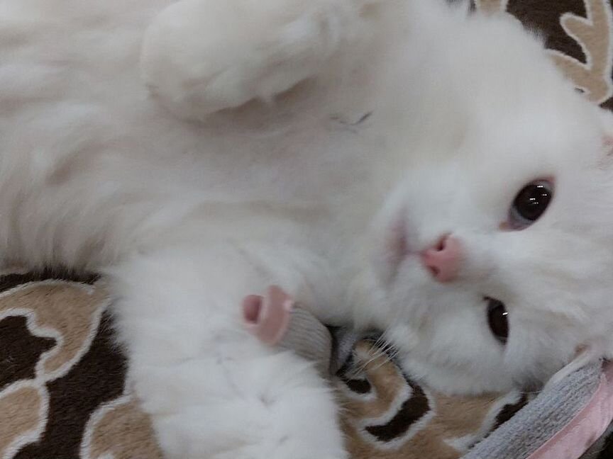 Кошка турецкая ангора