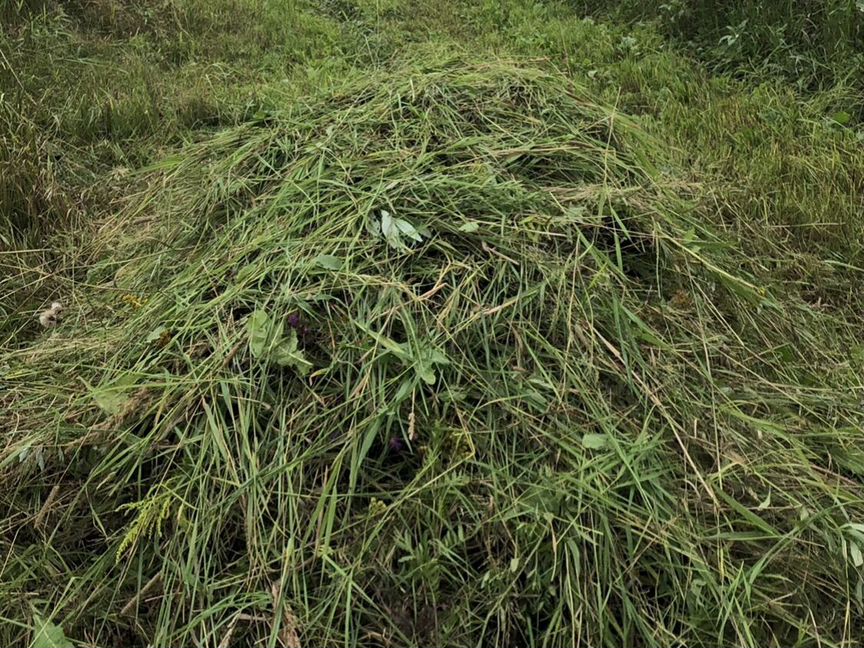 Сено для грызунов, кроликов, животных