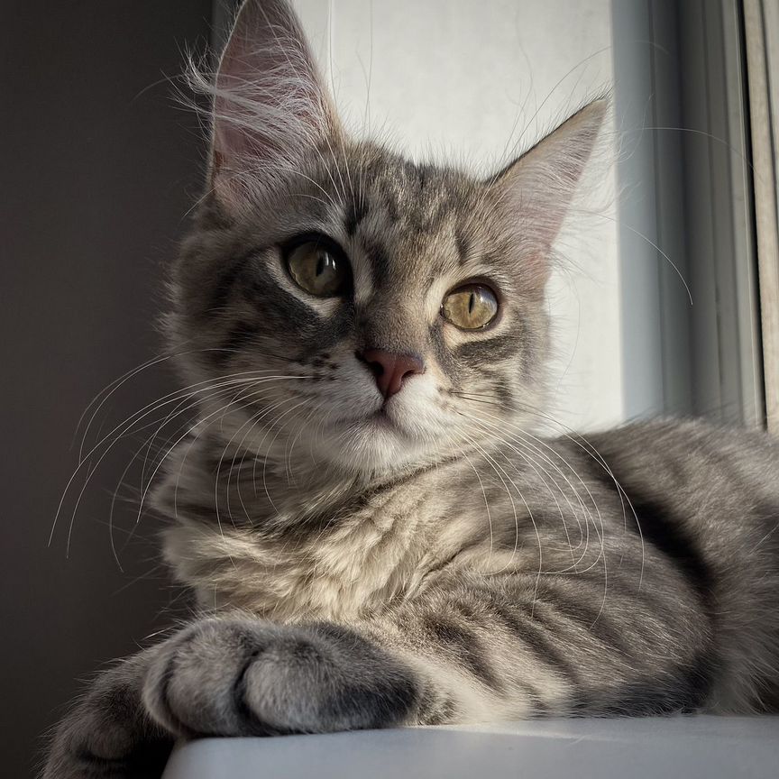 Отдам котика в добрые руки